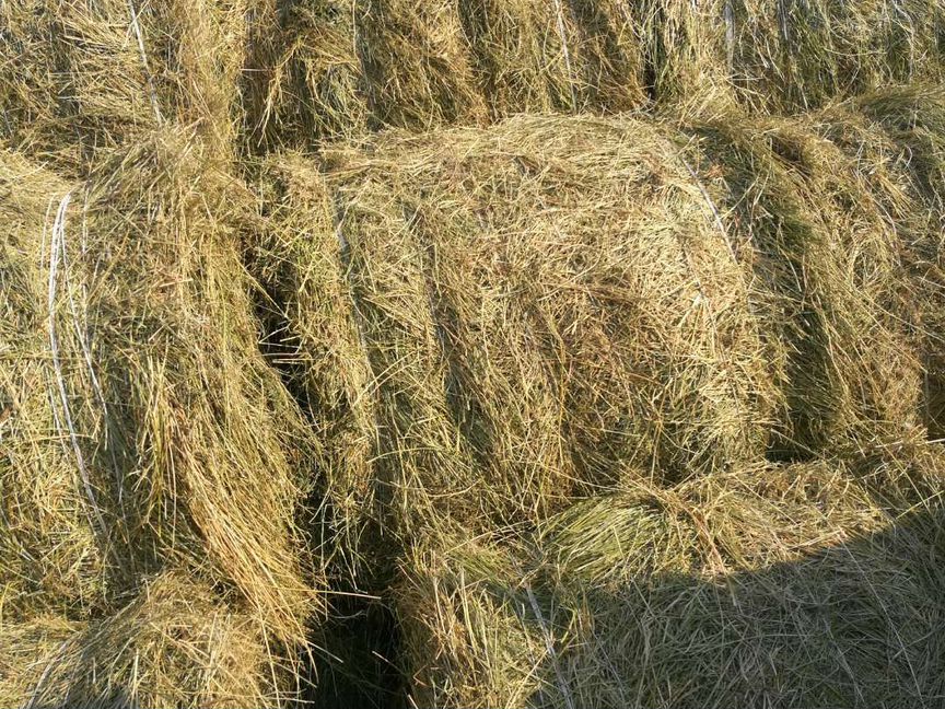 Продам сено в рулонах