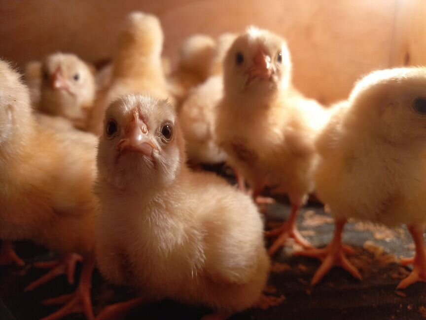 Цыплята бройлеры кобб 500