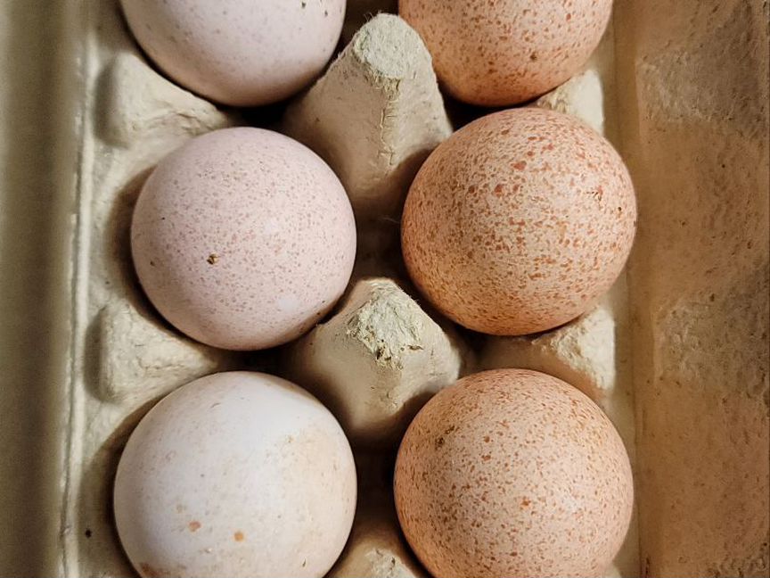 Инкубационное яйцо индейки