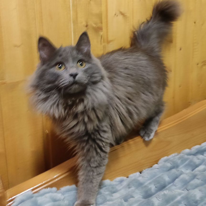 Кошка стерилизованная (8 мес)