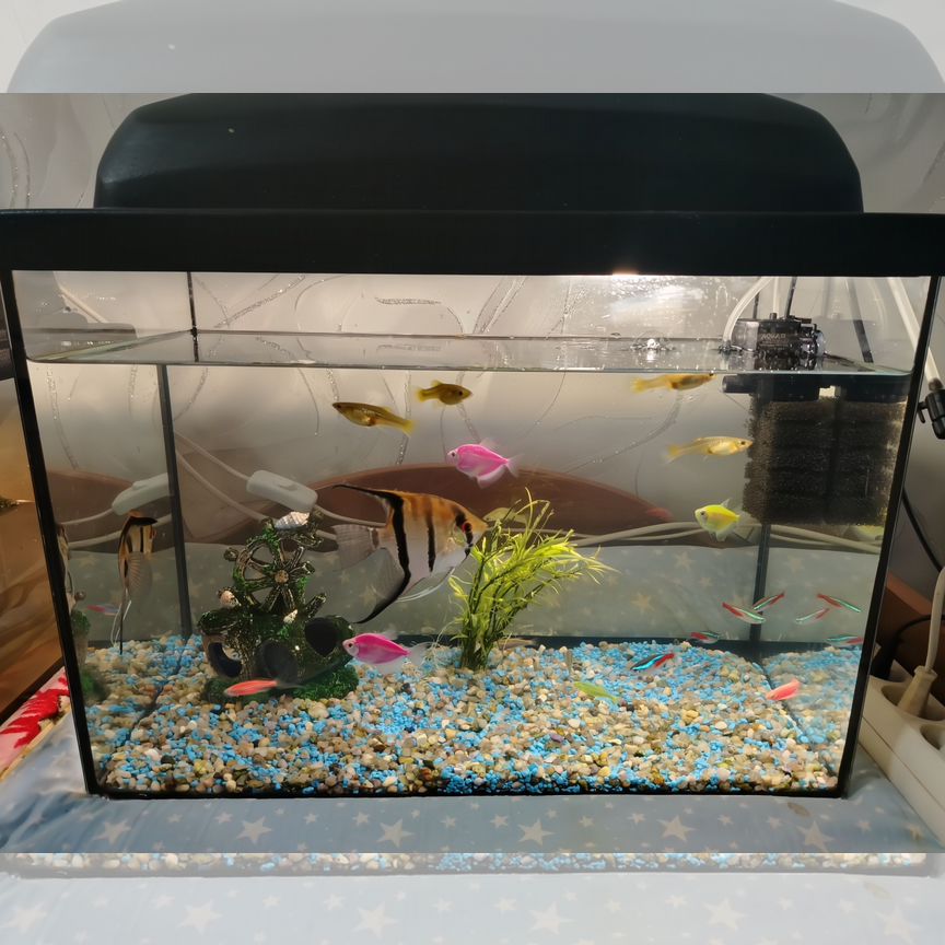 Аквариум с рыбками