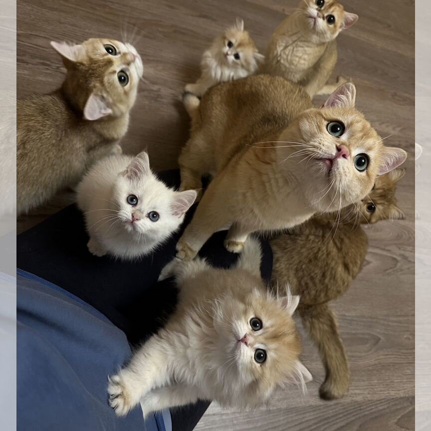 Британские котята шиншилла