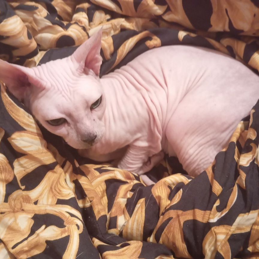 Канадский сфинкс, взрослая кошка