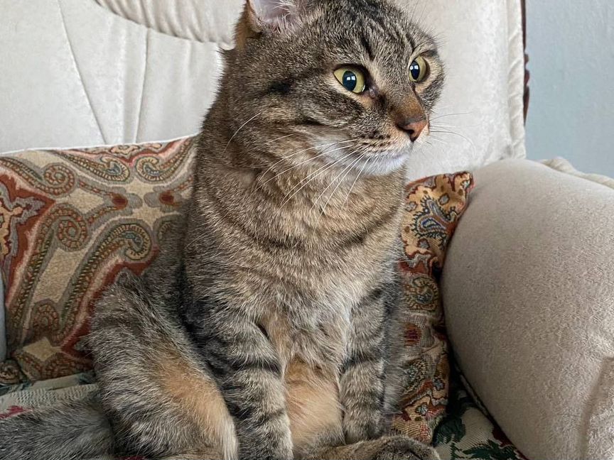 Котик ищет дом