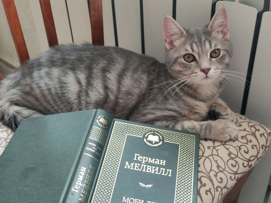 Котенок в добрые руки