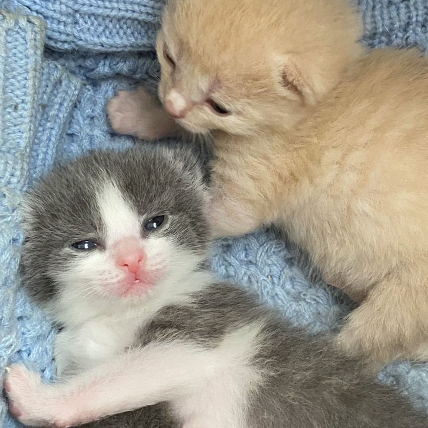 Котята от кошки крысоловки