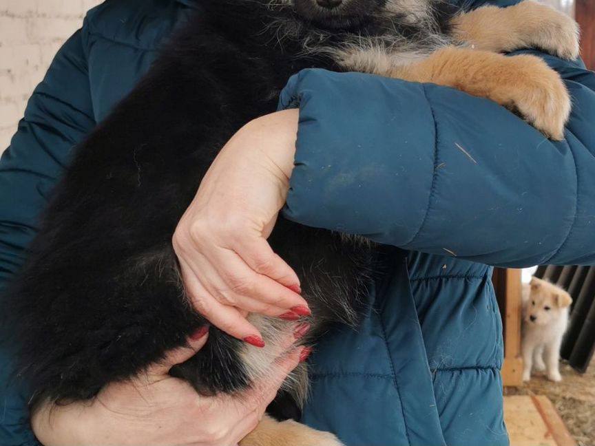 Щенок в добрые руки