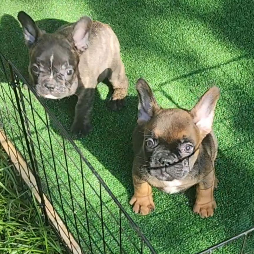 Французский бульдог