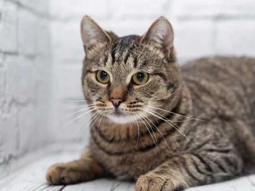 Кот Китти обожающий детей в дар