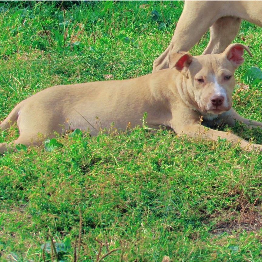 Американский питбультерьер, щенок