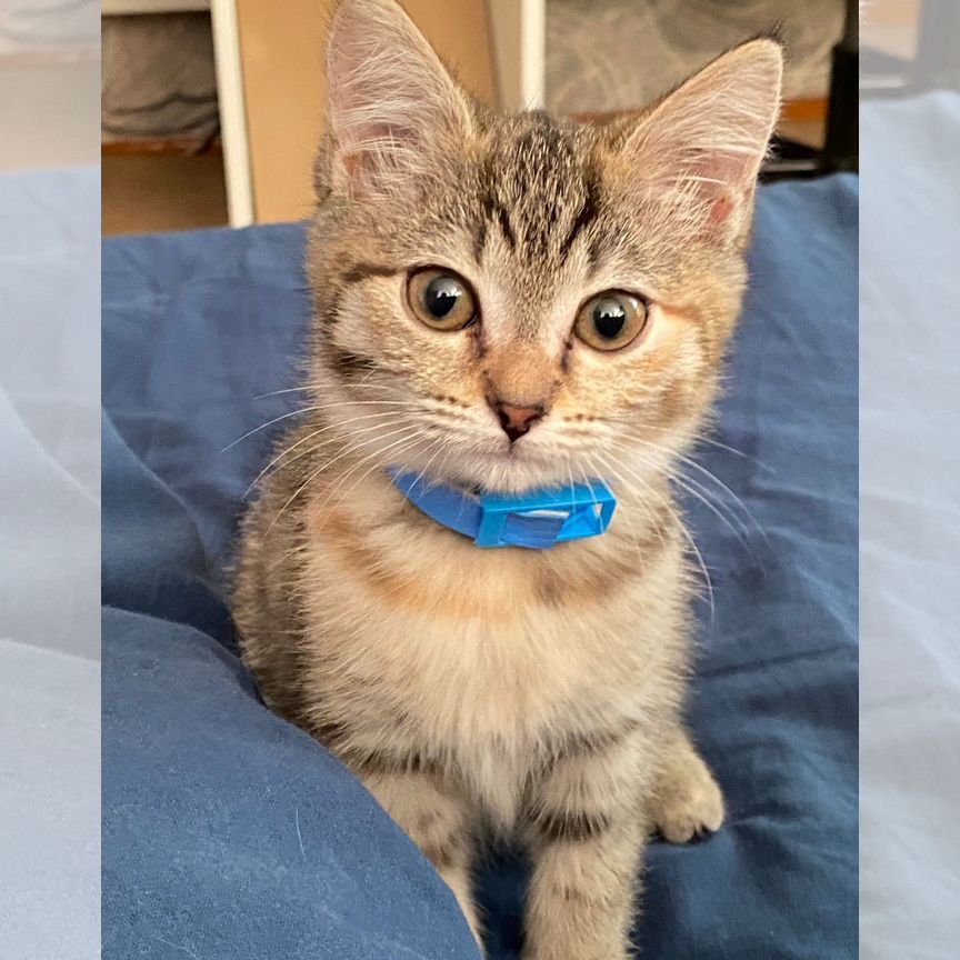 Котёнок от частного владельца