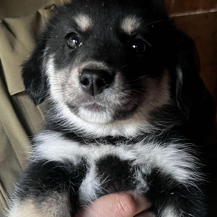 Шенок девочка ищет дом