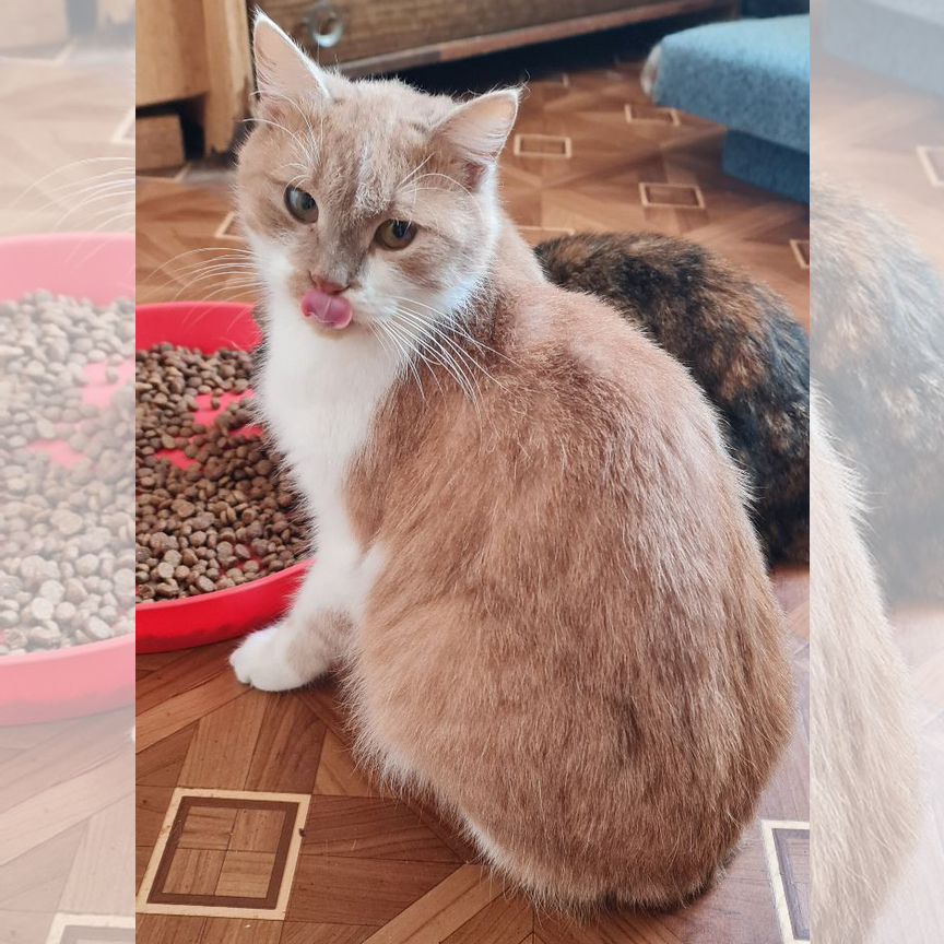 Молодой котик 6 месяцев