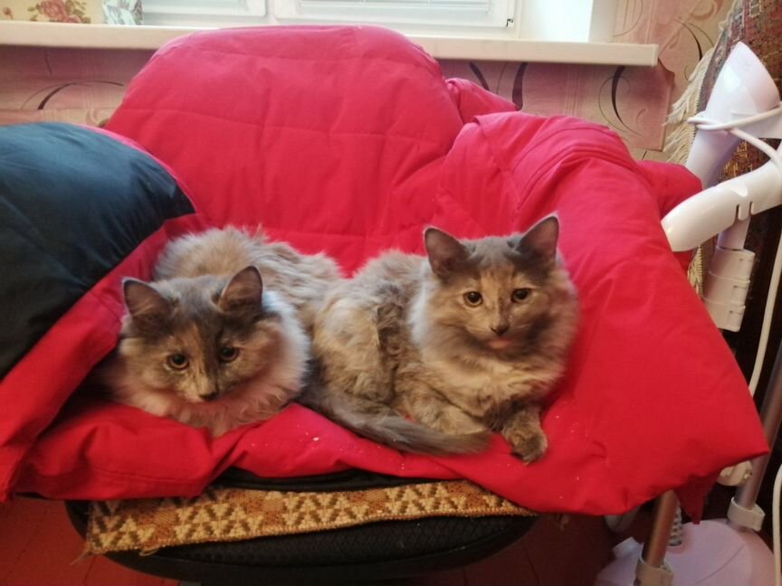 Две красотки