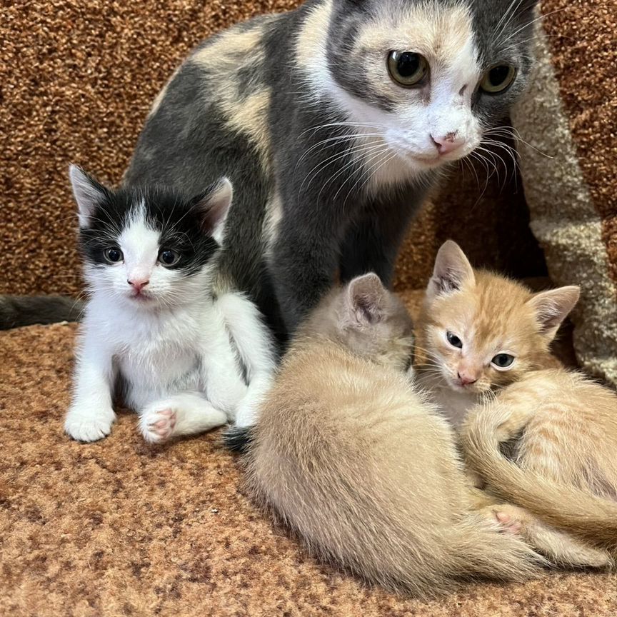 Котята в добрые руки