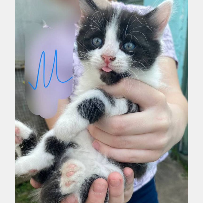 Котята в добрые руки бесплатно