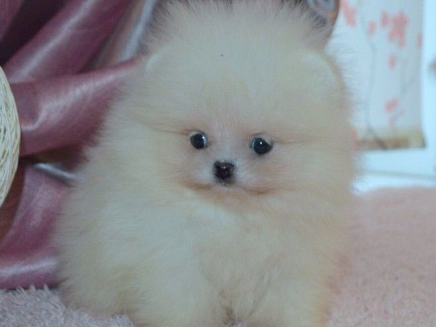 Померанский шпиц.белые,курносенькие мини мальчики
