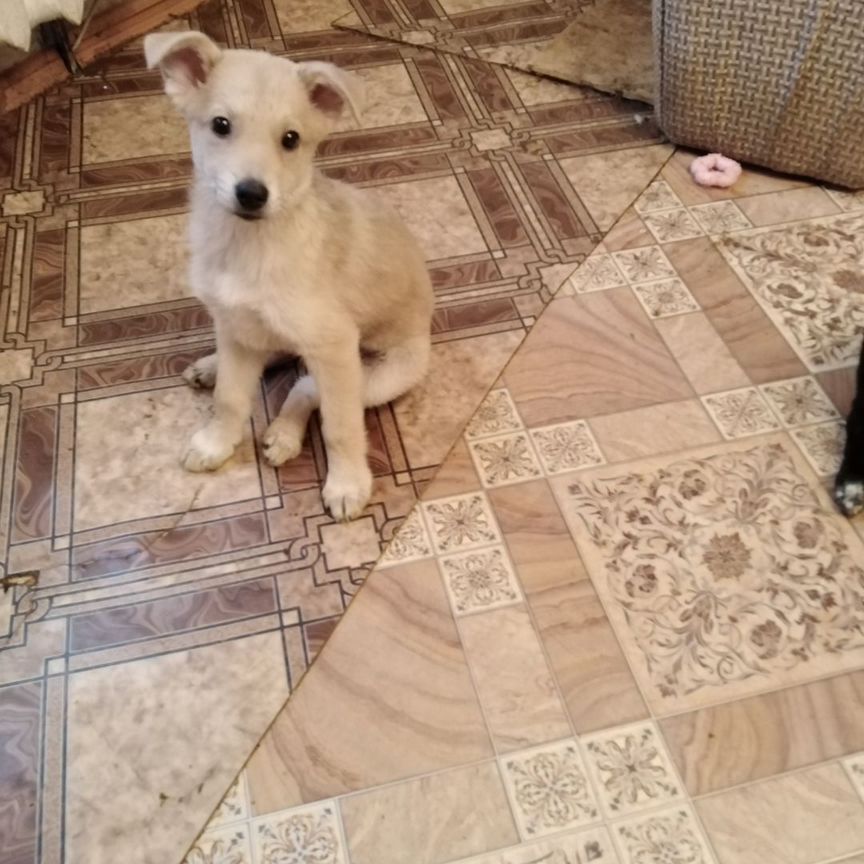 Ищем дом малышке 2 мес