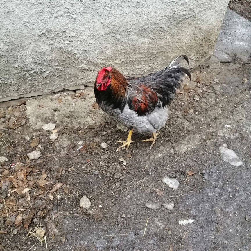 Молодые петухи