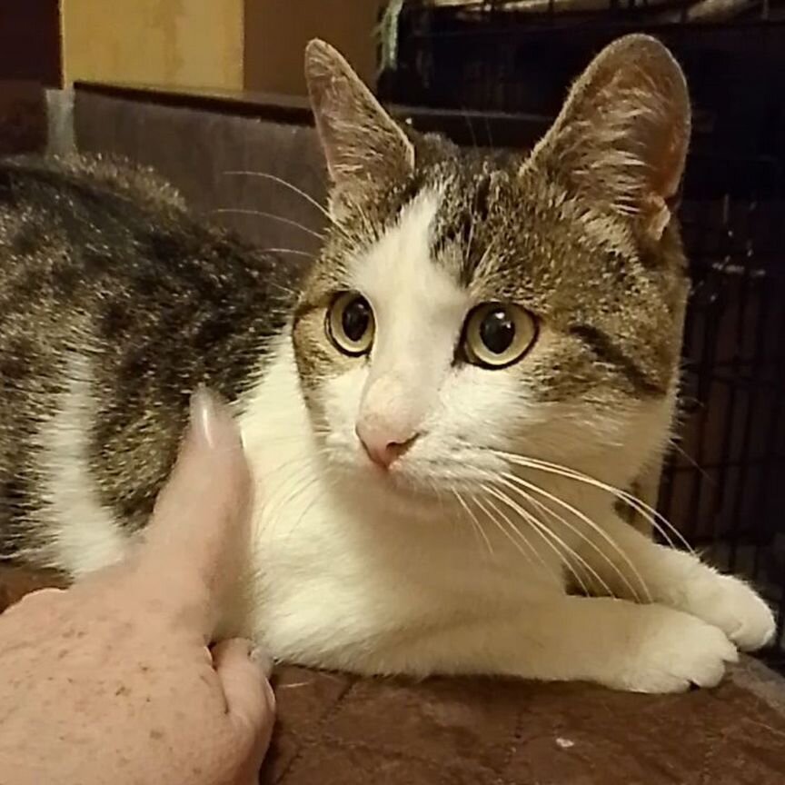 Взрослый кот в добрые руки