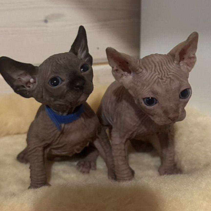 Канадский сфинкс котёнок