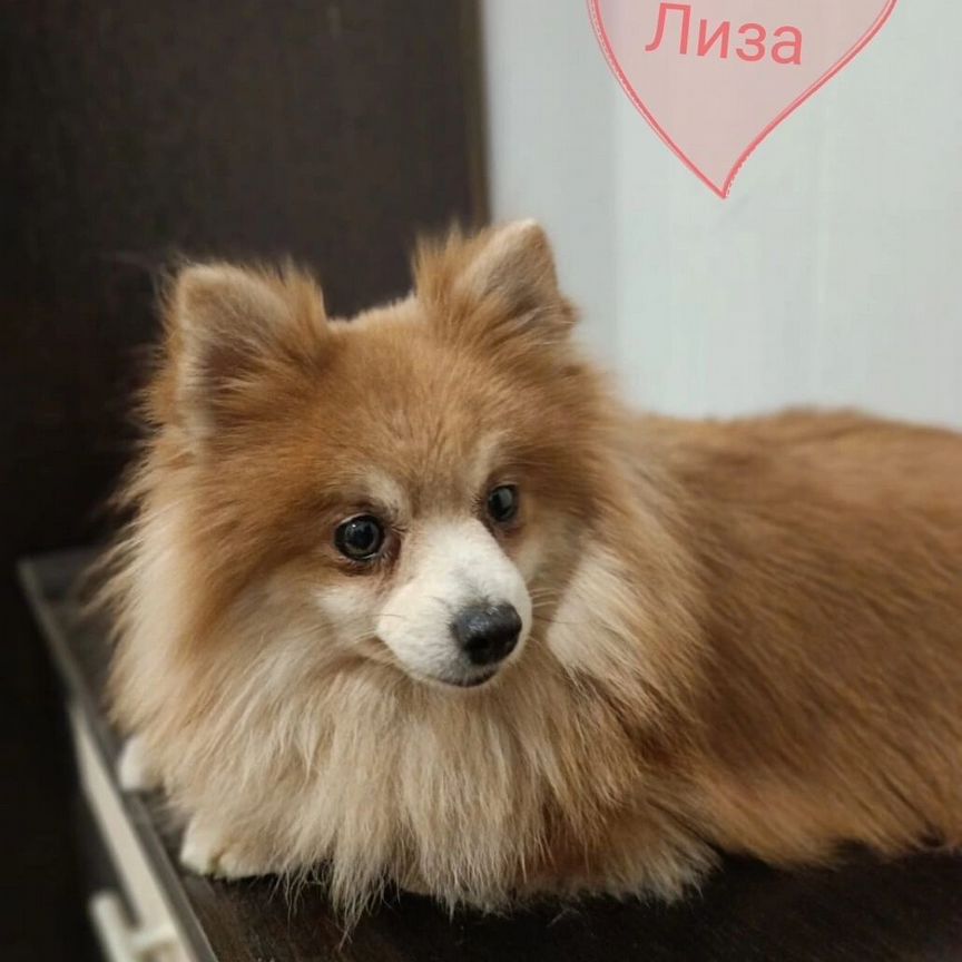 Лиза, замечательная и добрая