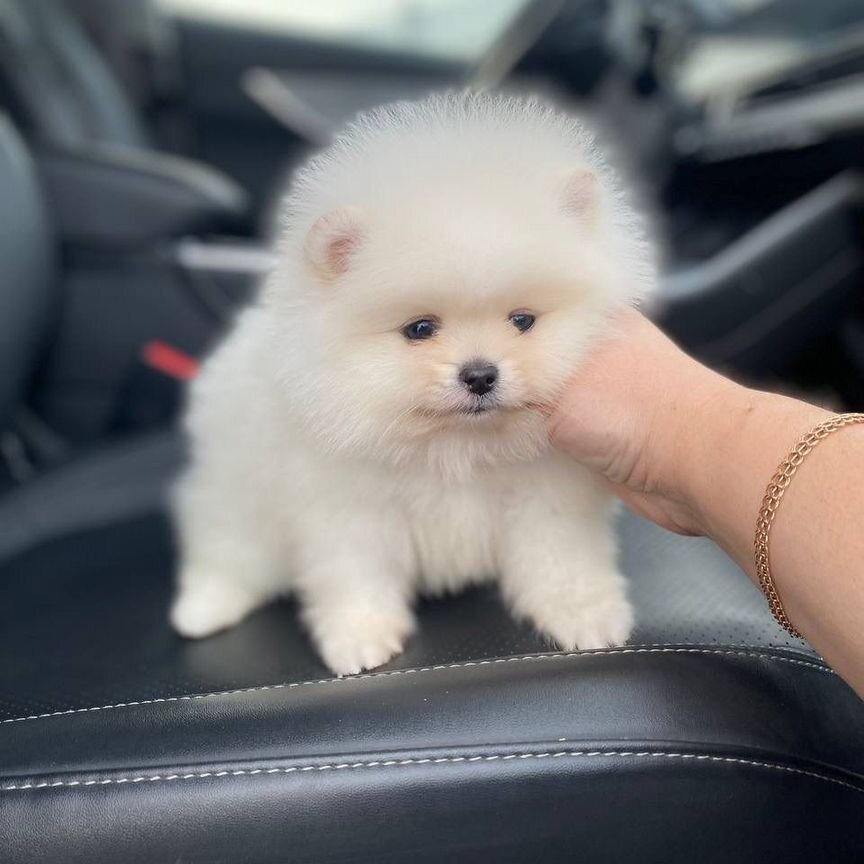 Померанский шпиц, щенок