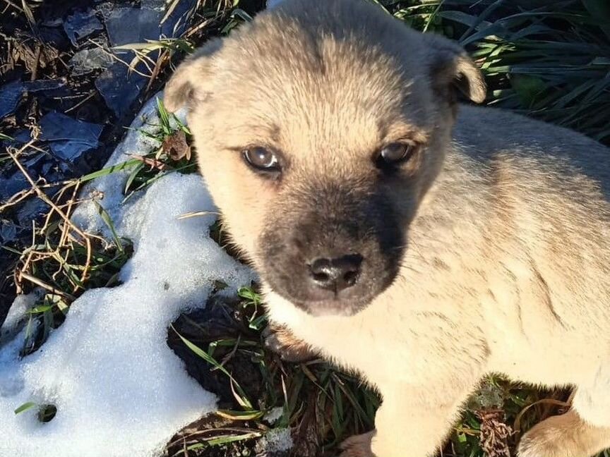 Лапочки-щеночки в самые добрые руки