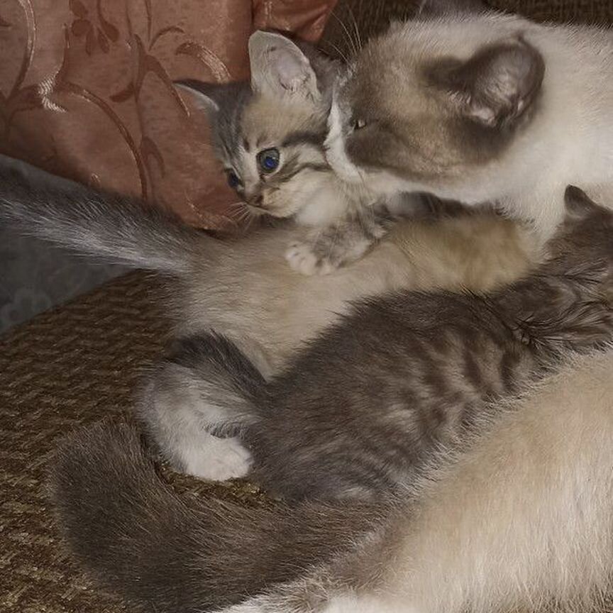 Котята в добрые руки
