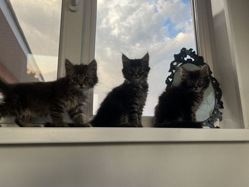 Котята в добрые руки