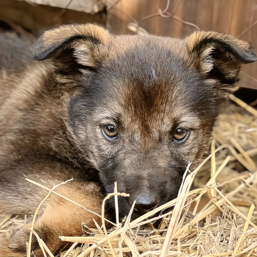Щенок в добрые руки