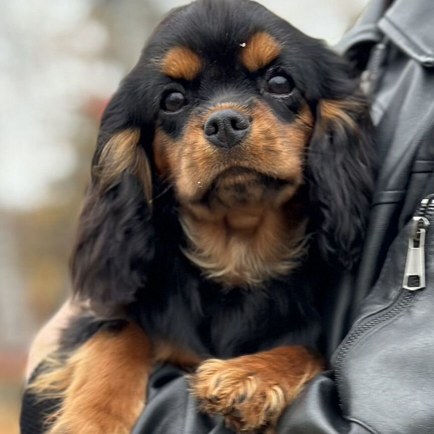 Кавалер кинг-чарльз-спаниель, щенок