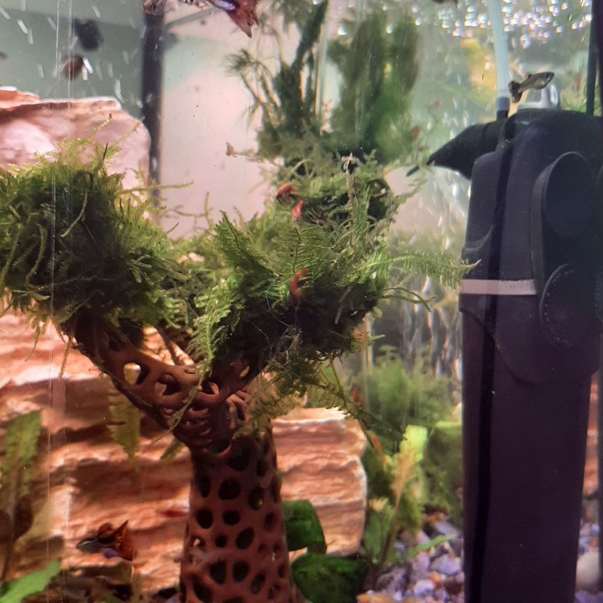 Продам мох рождественский