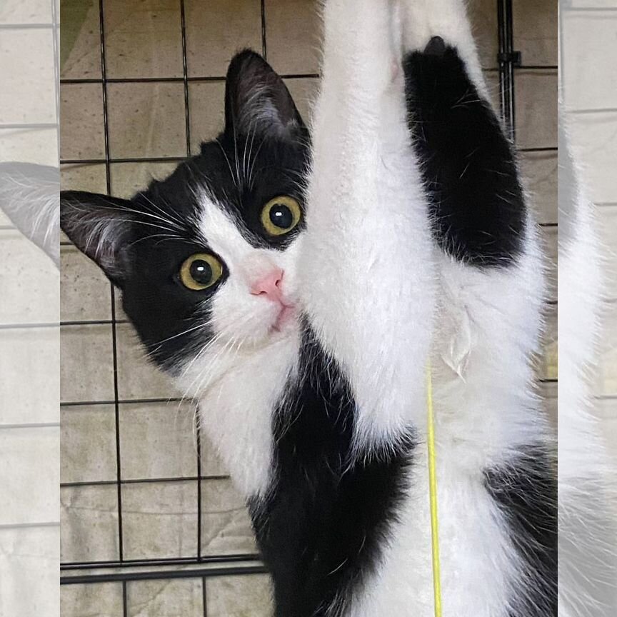 Британский короткошёрстный котёнок