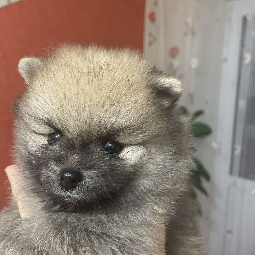 Померанский шпиц