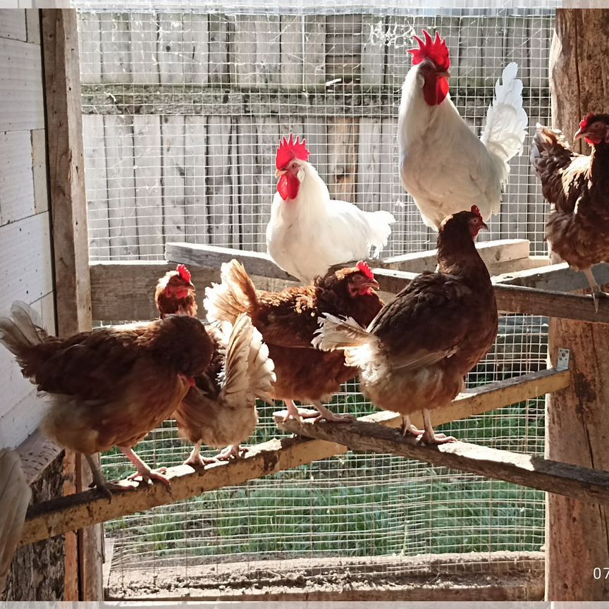 Домашние молодые петухи