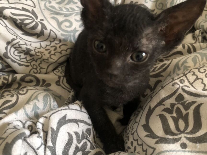 Продам котенка сфинкс донской