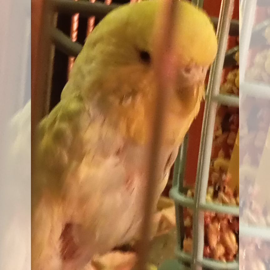 Самочка волнистого попугая с клеткой