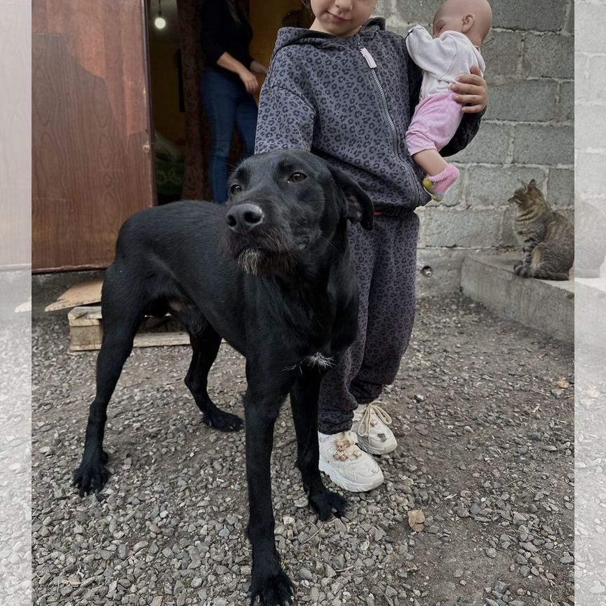 Отдам в добрые руки