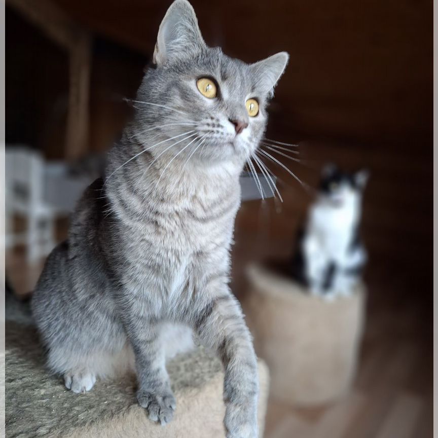 Очаровательная кошечка Полли в самые добрые руки