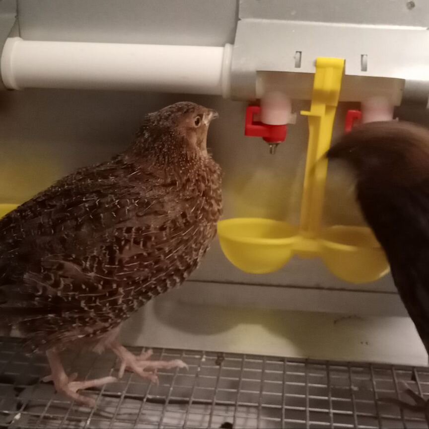 Перепела Селадон самцы