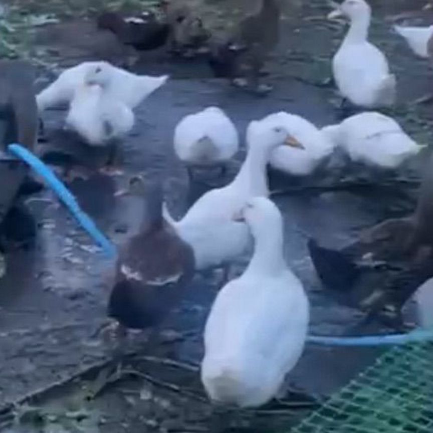 Бройлерные утки