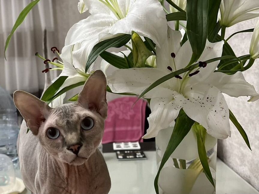 Сфинкс вязка