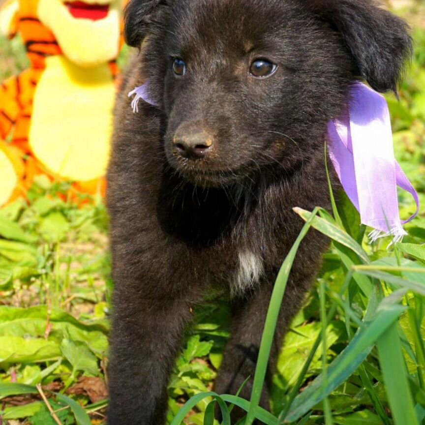 Щенок 2 мес в добрые руки