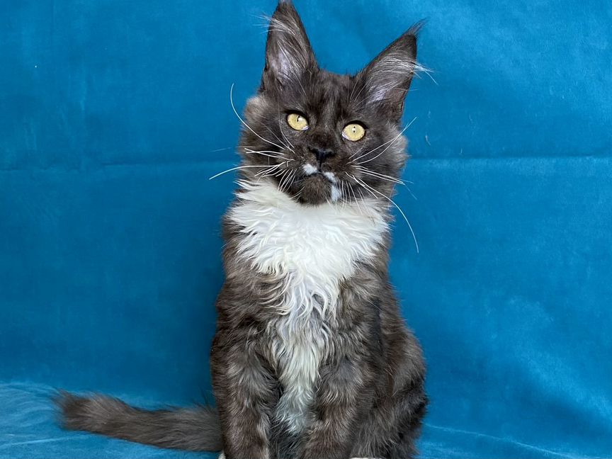 Котята мейн кун