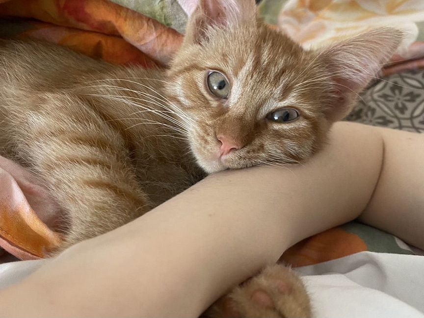 Котенок 3 месяца
