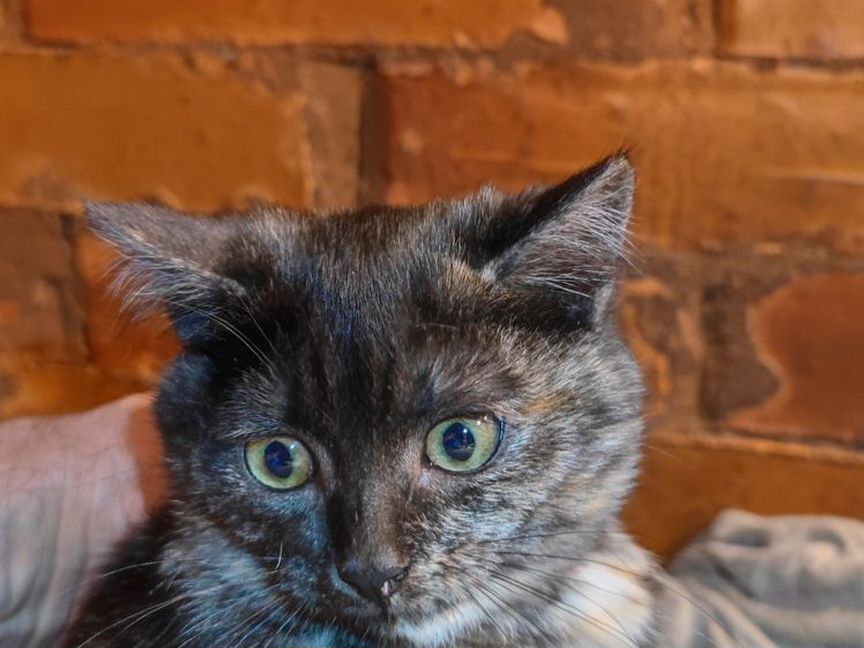Котенок котенок Котёночек