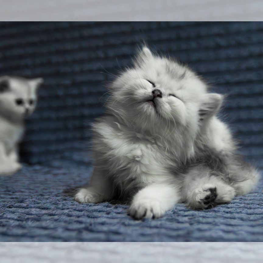 Британские котята серебристая шиншилла