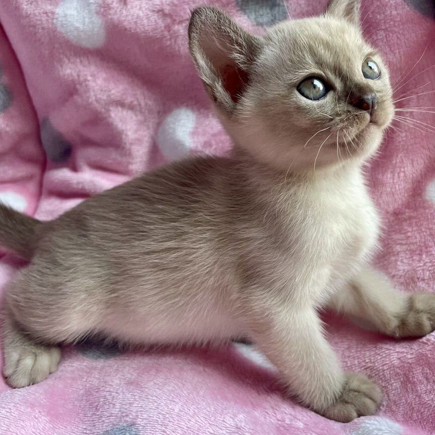 Котята Европейской бурмы