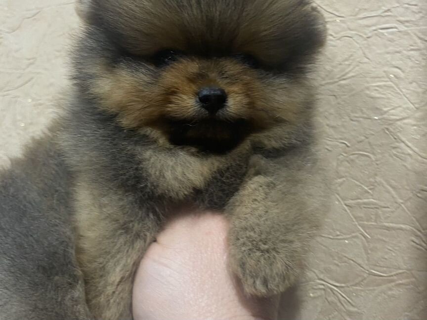 Мини шпиц